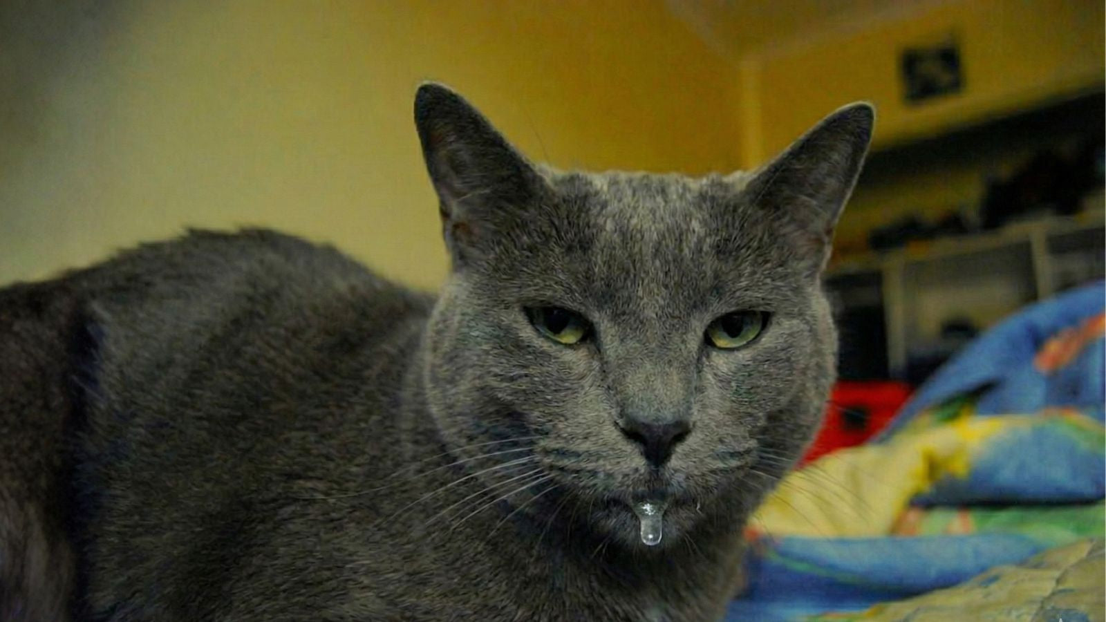 when a cat is drooling its actually a sign that....(jessicas story ...